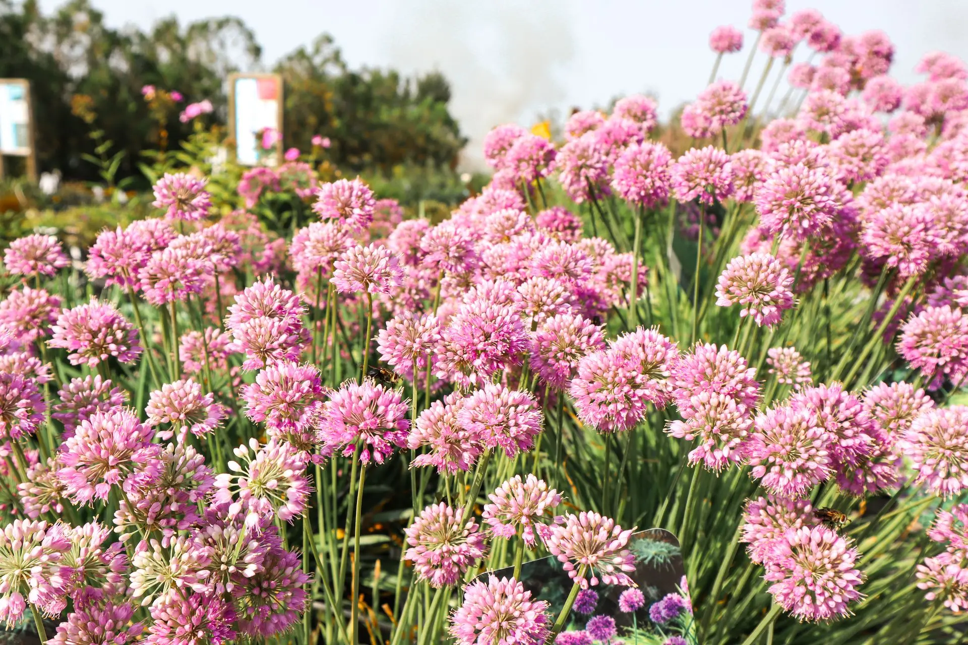 Hardiness Zones - What Does it Mean to Me? | Grimms Gardens