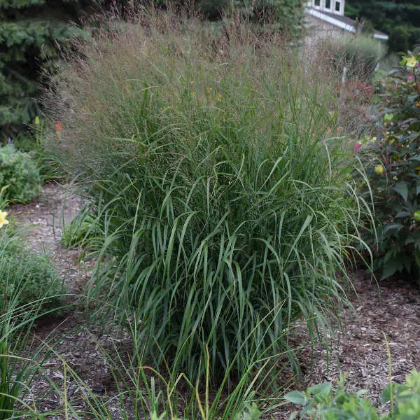 Switchgrass Apache Rose | Grimms Gardens