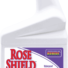 Pink Double Knockout Rose - 2 Gallon Container - Grimm's Gardens