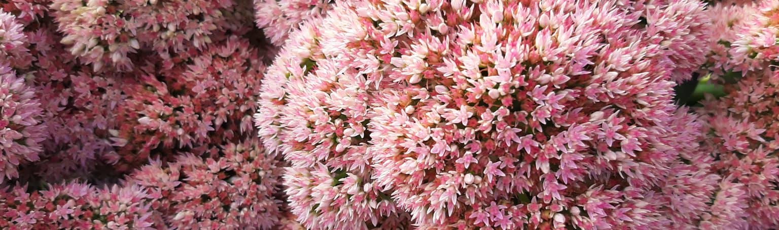 Vanilla Berry Hummingbird Nasturtiums - Seed Packet - Grimm's Gardens