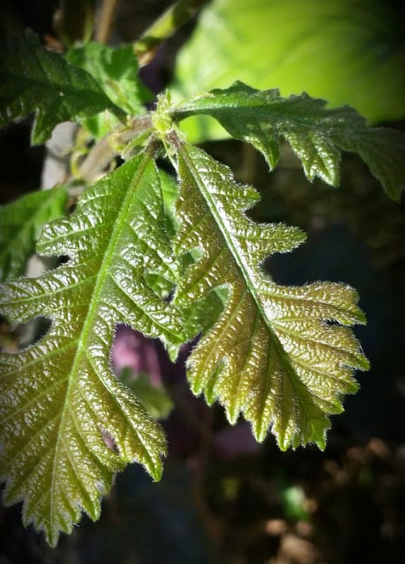 Plant of the Week: Bur Oak - Grimm's Gardens