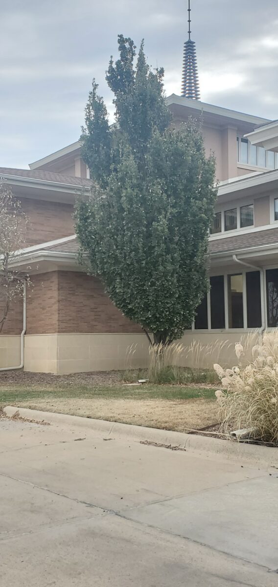 Columnar Trees - Grimm's Gardens