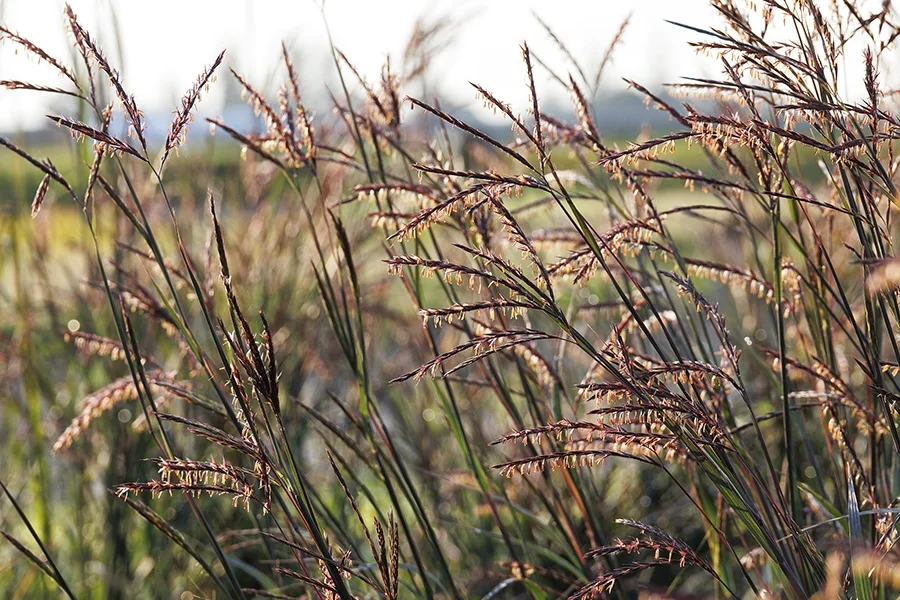 Blackhawks Big Bluestem - 2026 Perennial Plant of the Year - Grimm's ...